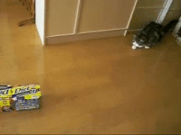 Dieta GIFs - Get the best gif on GIFER