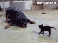 Kitten dog GIFs - Get the best gif on GIFER