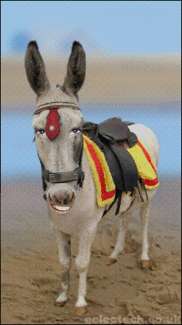 Donkeys GIFs - Get the best gif on GIFER