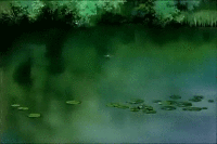 Pond GIFs - Obtenez le meilleur gif sur GIFER