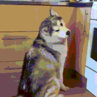 Meatball GIFs - Get the best gif on GIFER