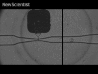 Cell biology GIFs - Get the best gif on GIFER