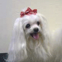 Cuidado GIFs - Get the best gif on GIFER