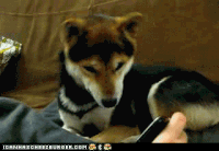 Customer service GIFs - Get the best gif on GIFER