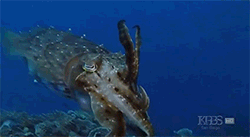 Mollusk GIFs - Get the best gif on GIFER