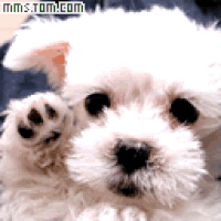 Hund GIFs - Get the best gif on GIFER