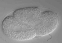 Microscopy GIFs - Get the best gif on GIFER