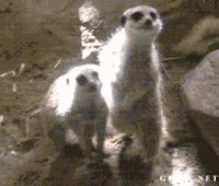 Suricate GIFs - Get the best gif on GIFER