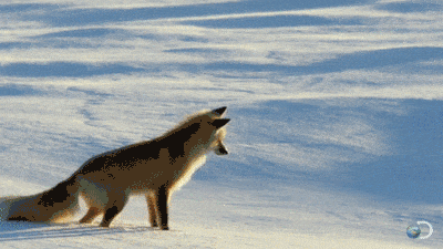 Jumping fox GIF - Conseguir o melhor gif em GIFER