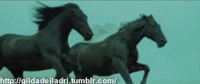 Gallop GIFs - Get the best gif on GIFER