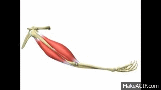 Muscular GIFs - Get the best gif on GIFER