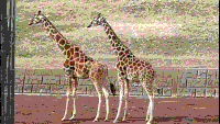 Whirl GIFs - Get the best gif on GIFER