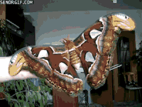 Moths GIFs - Get the best gif on GIFER
