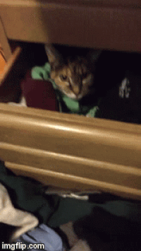 Drawer GIFs - Get the best gif on GIFER