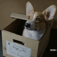 Detective GIFs - Get the best gif on GIFER