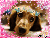 Teckel GIFs - Get the best gif on GIFER