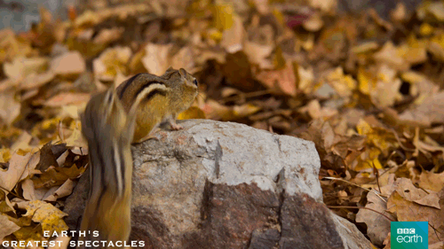 Squabble GIFs - Get the best gif on GIFER