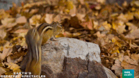 Squabble GIFs - Get the best gif on GIFER