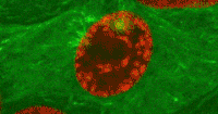 Mitosis GIFs - Get the best gif on GIFER