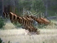 Elks GIFs - Get the best gif on GIFER