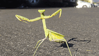 Mantis GIFs - Get the best gif on GIFER