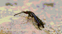 Wasp GIFs - Get the best gif on GIFER