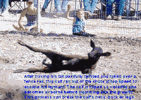 Rodeo GIFs - Get the best gif on GIFER