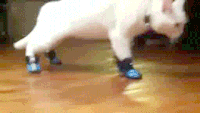 Booties GIFs - Get the best gif on GIFER