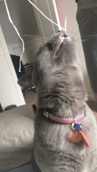 Dental GIFs - Get the best gif on GIFER