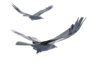 Crow GIFs - Get the best gif on GIFER