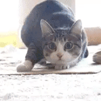 Wiggle GIFs - Get the best gif on GIFER