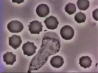 Bacteria GIFs - Get the best gif on GIFER
