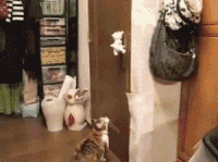 Agility GIFs - Get the best gif on GIFER