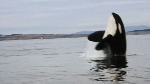 Orca GIF - Conseguir o melhor gif em GIFER