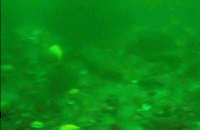 Scallops GIFs - Get the best gif on GIFER