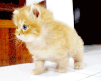Meow GIFs - Get the best gif on GIFER