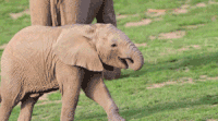 Elefante bebe GIF - Conseguir o melhor gif em GIFER