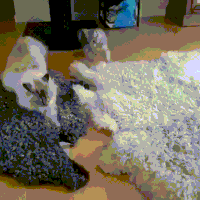 Spaz GIFs - Get the best gif on GIFER