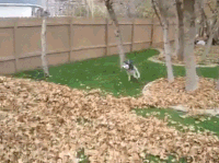 Pile GIFs - Get the best gif on GIFER