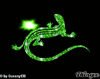 Lizard GIFs - Get the best gif on GIFER
