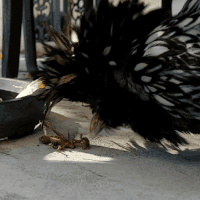 Critter GIFs - Get the best gif on GIFER