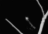 Spiderweb GIFs - Get the best gif on GIFER