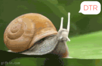 Snail GIFs - Get the best gif on GIFER