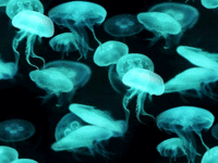 Jellyfish GIFs - Get the best gif on GIFER