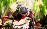 Ants GIFs - Get the best gif on GIFER