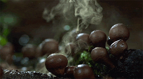 Spores GIFs - Get the best gif on GIFER