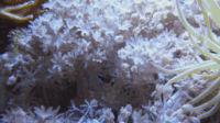 Coral GIFs - Get the best gif on GIFER