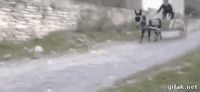 Burros GIF - Conseguir el mejor gif en GIFER