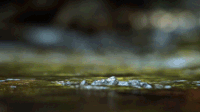 Ding GIFs - Get the best gif on GIFER