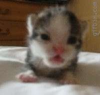 Tuff GIFs - Get the best gif on GIFER